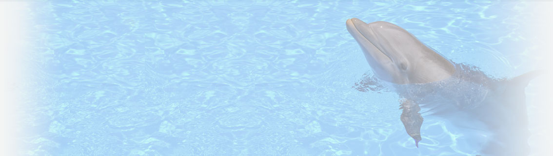 About Dolphin – Dolphin Creative